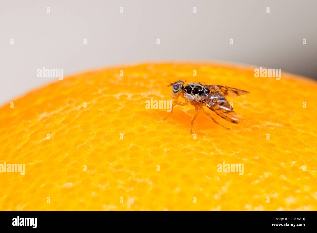 Mediterranean fruit fly (Ceratitis capitata Stock Photo - Alamy