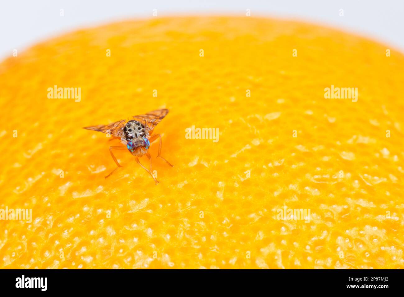 Mediterranean fruit fly (Ceratitis capitata Stock Photo - Alamy