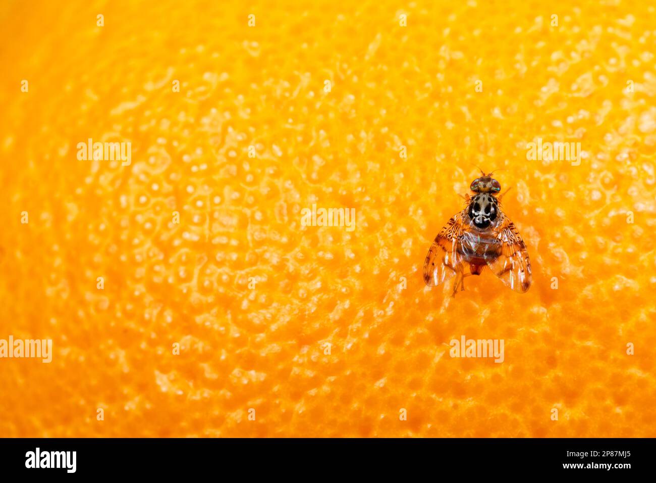 Ceratitis capitata hi-res stock photography and images - Alamy