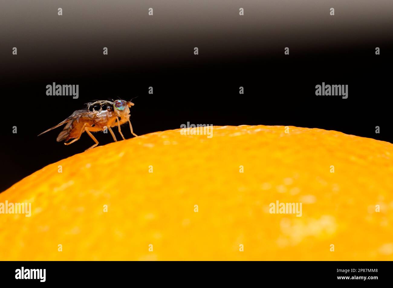 Mediterranean fruit fly (Ceratitis capitata Stock Photo - Alamy
