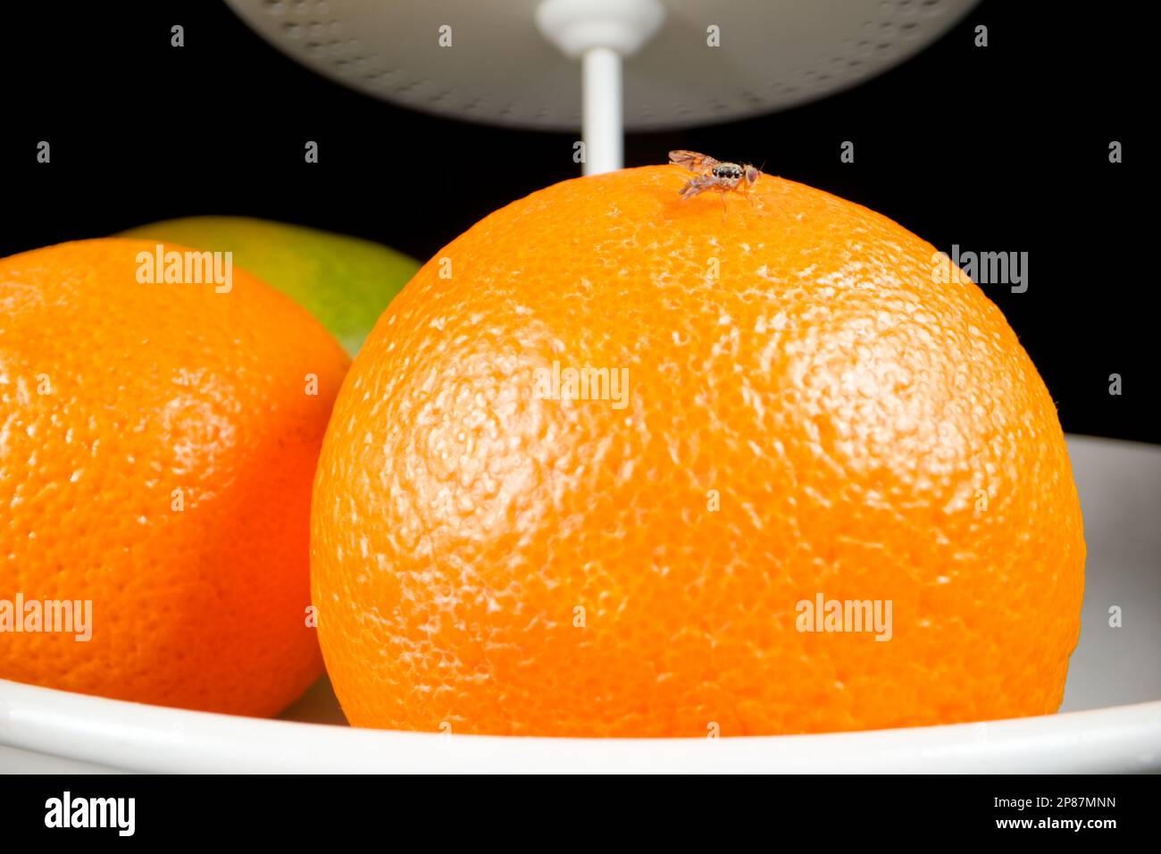 Mediterranean fruit fly (Ceratitis capitata Stock Photo - Alamy