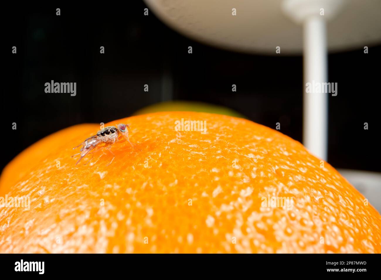 Mediterranean fruit fly (Ceratitis capitata Stock Photo - Alamy
