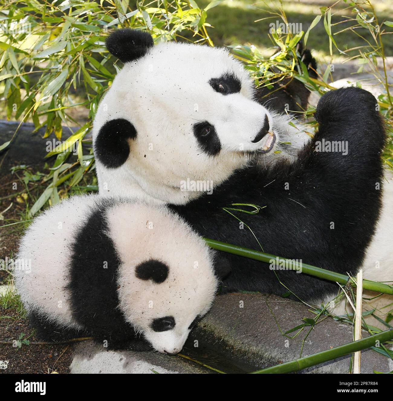 FILE - In this Friday, Dec. 21, 2007 picture, four-month-old giant ...