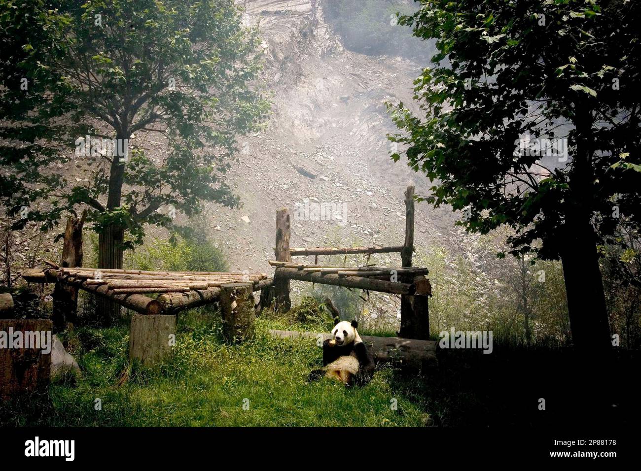 FILE - In this June 10, 2008 file photo, a giant panda eats special ...