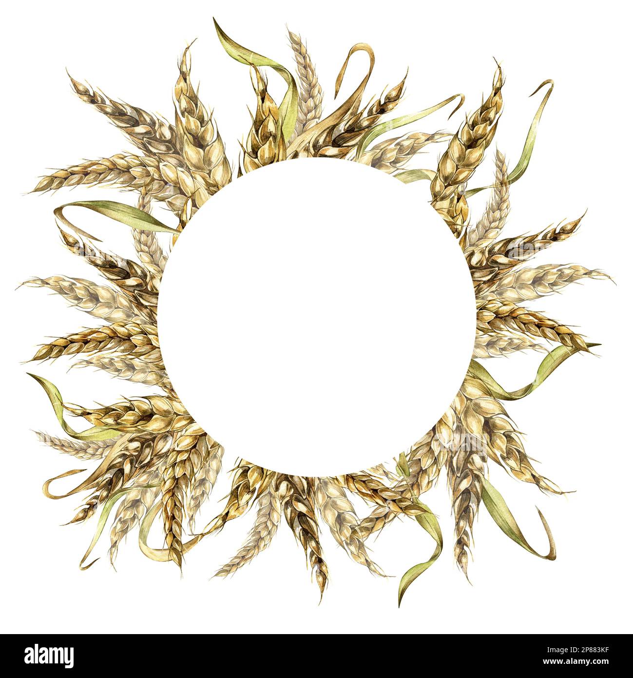 Wreath of wheat ear, barley watercolor illustration isolated on white ...