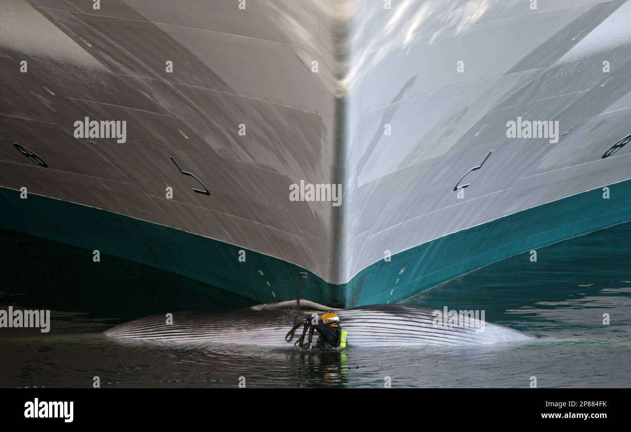 A diver secures ropes around the carcass of a whale lodged at the bow ...