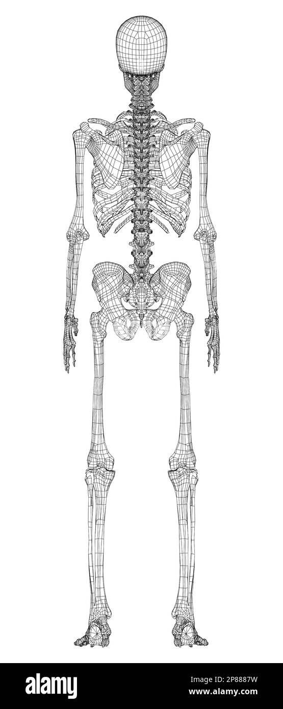Human skeleton. 3d illustration Stock Photo - Alamy