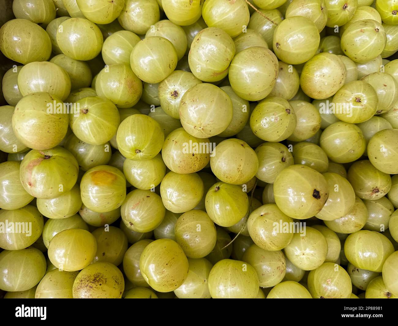 Gooseberry tree hi-res stock photography and images - Alamy