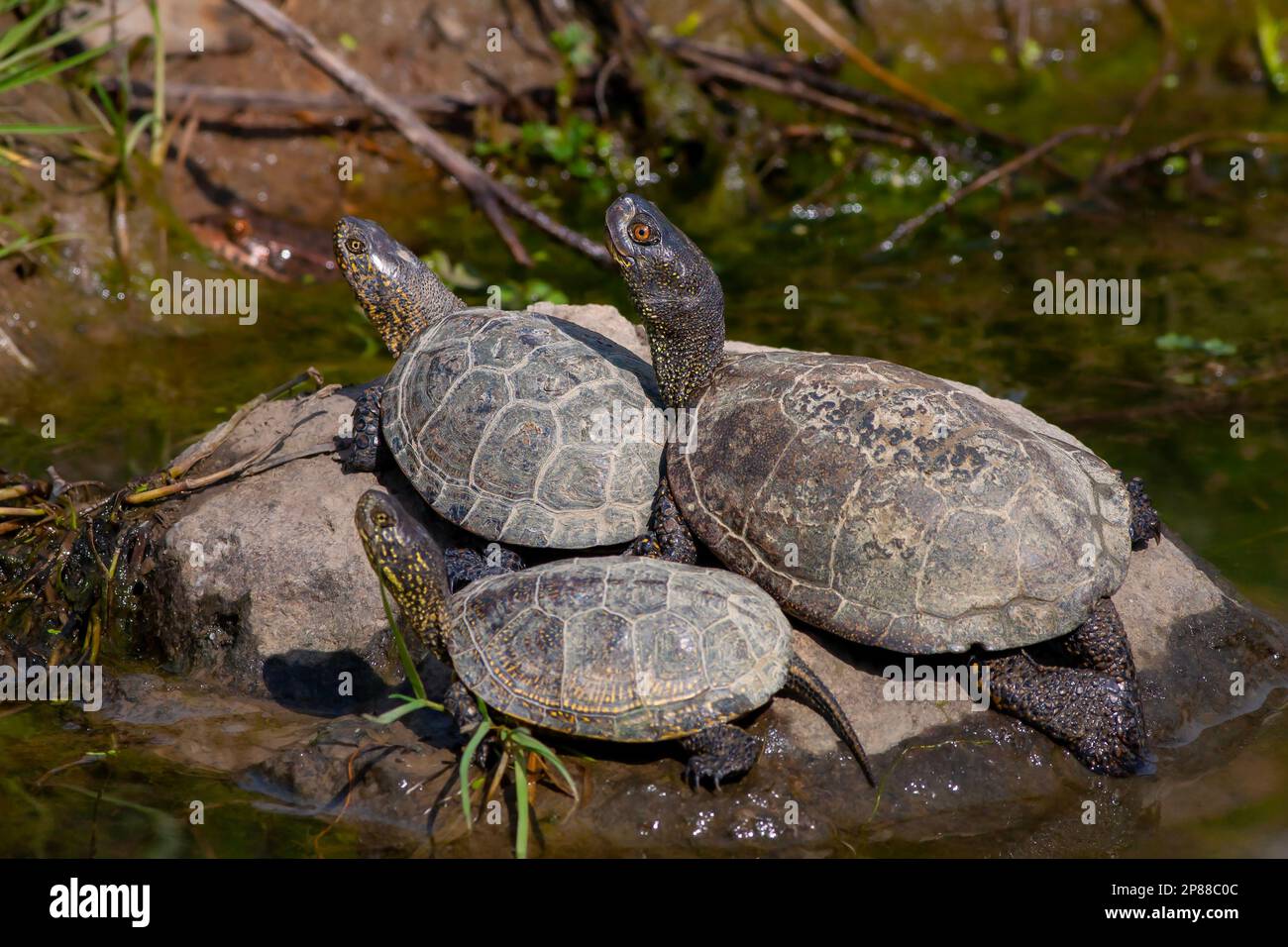 turtle standing in its natural habitat Stock Photo - Alamy