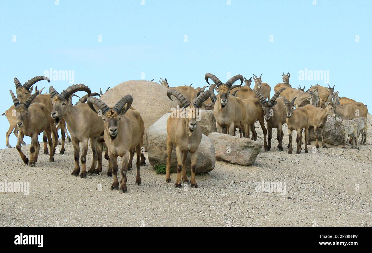 The East Caucasian Mountain Goats, friendly animals Stock Photo - Alamy