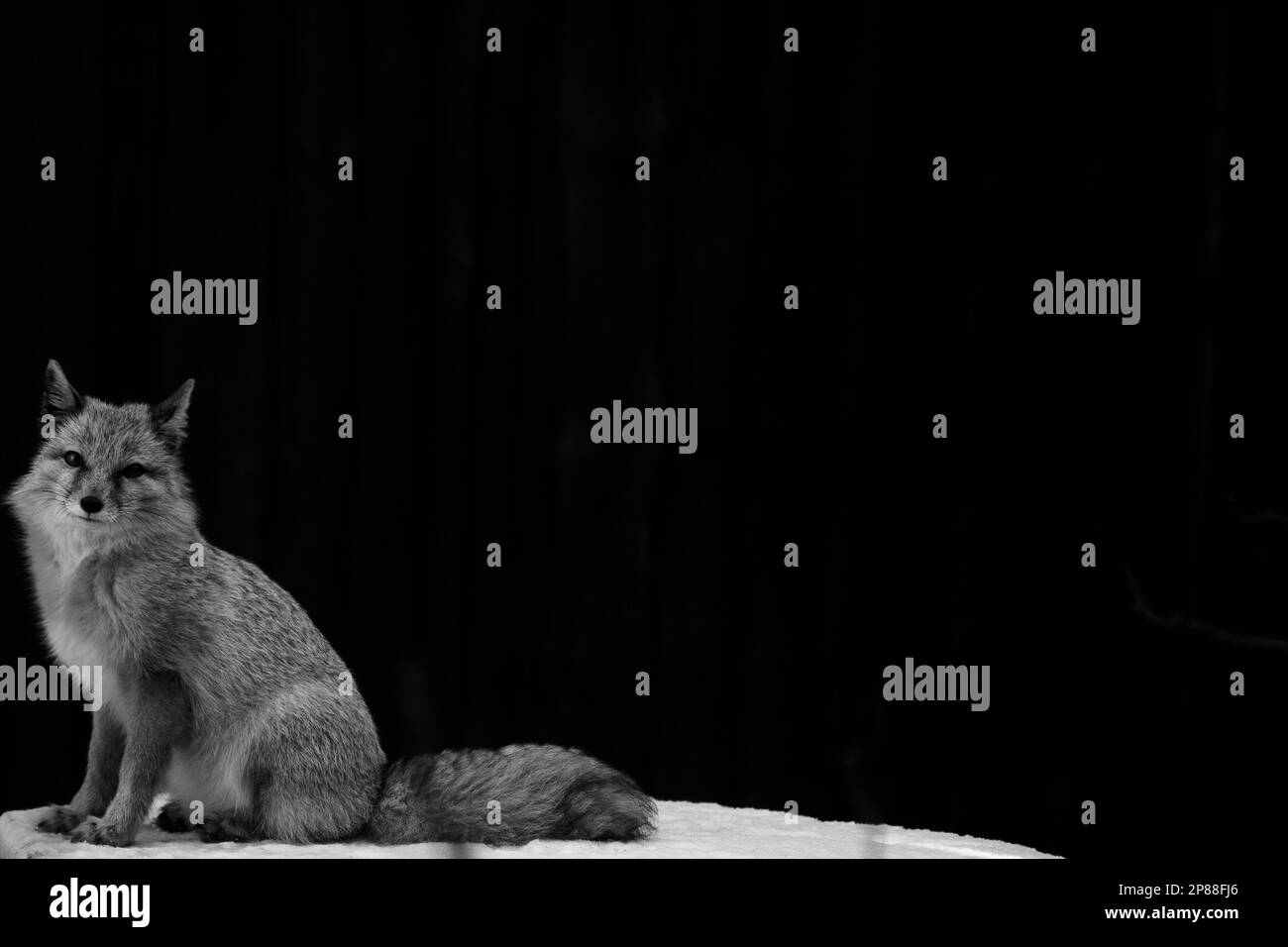 Young Corsac Steppe Fox (Vulpes corsac) Sitting on snow Stock Photo - Alamy