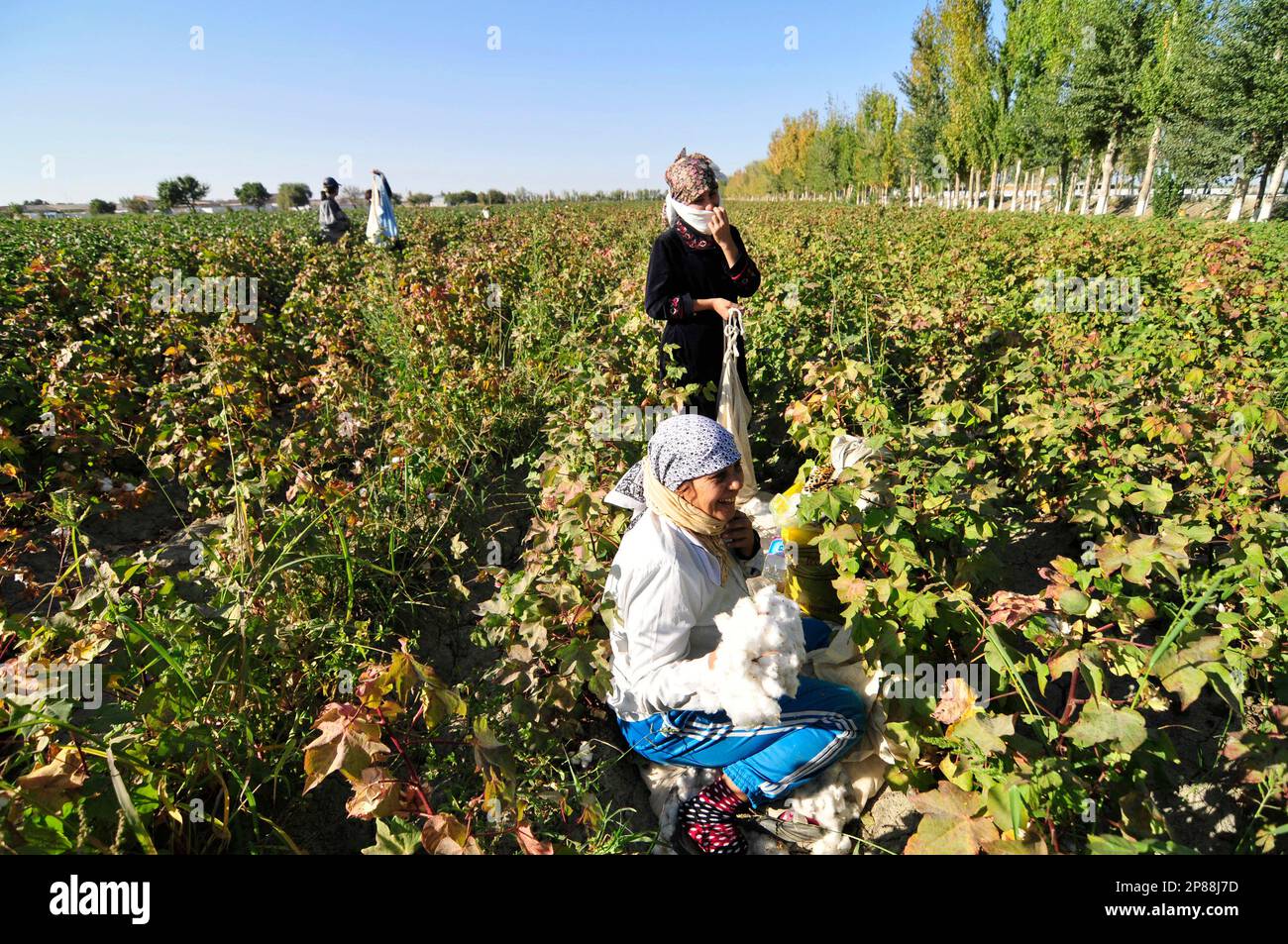Uzbek women working in the cotton fields in central Uzbekistan Stock ...