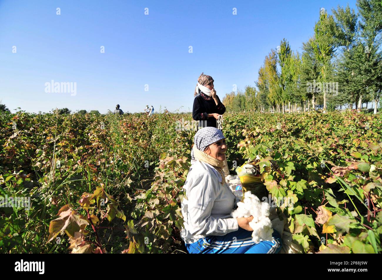 Uzbek women working in the cotton fields in central Uzbekistan Stock ...