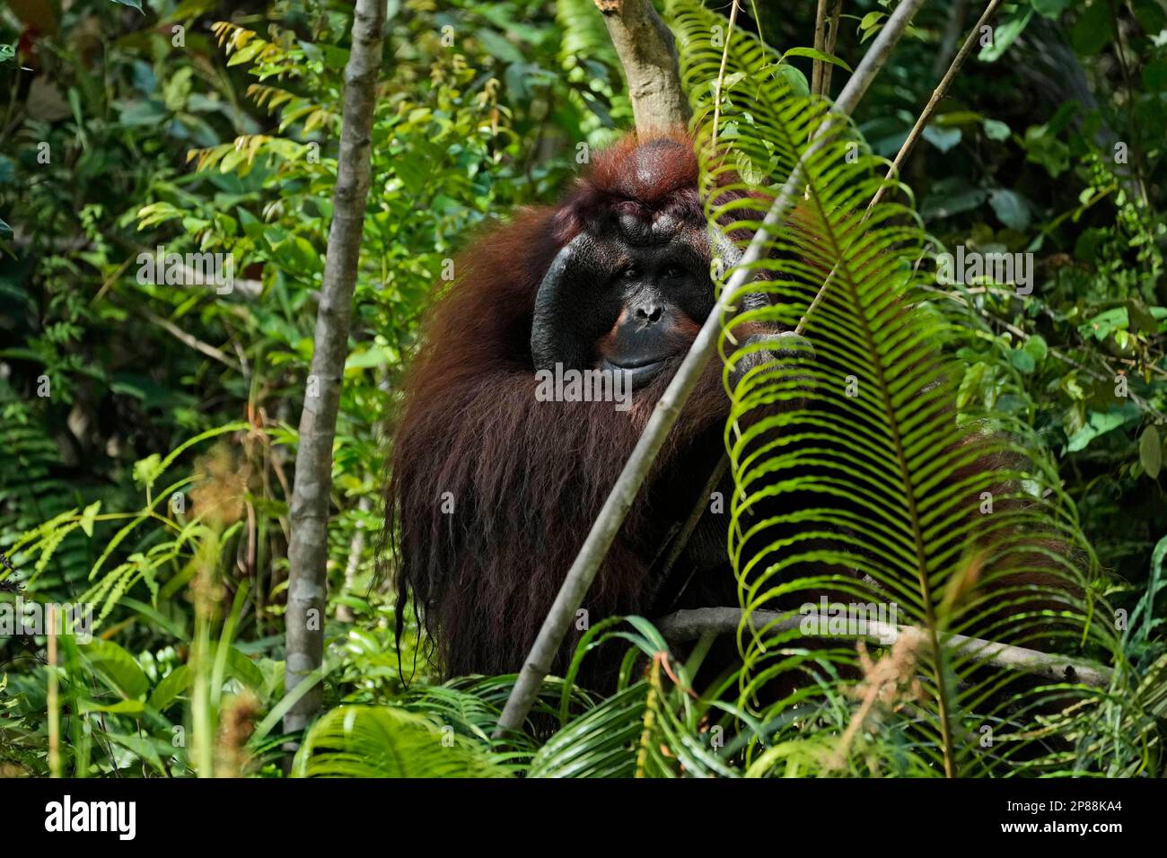 An orangutan climbs trees at BOSF's (Borneo Orangutan Survival Foundation) Samboja Lestari ...