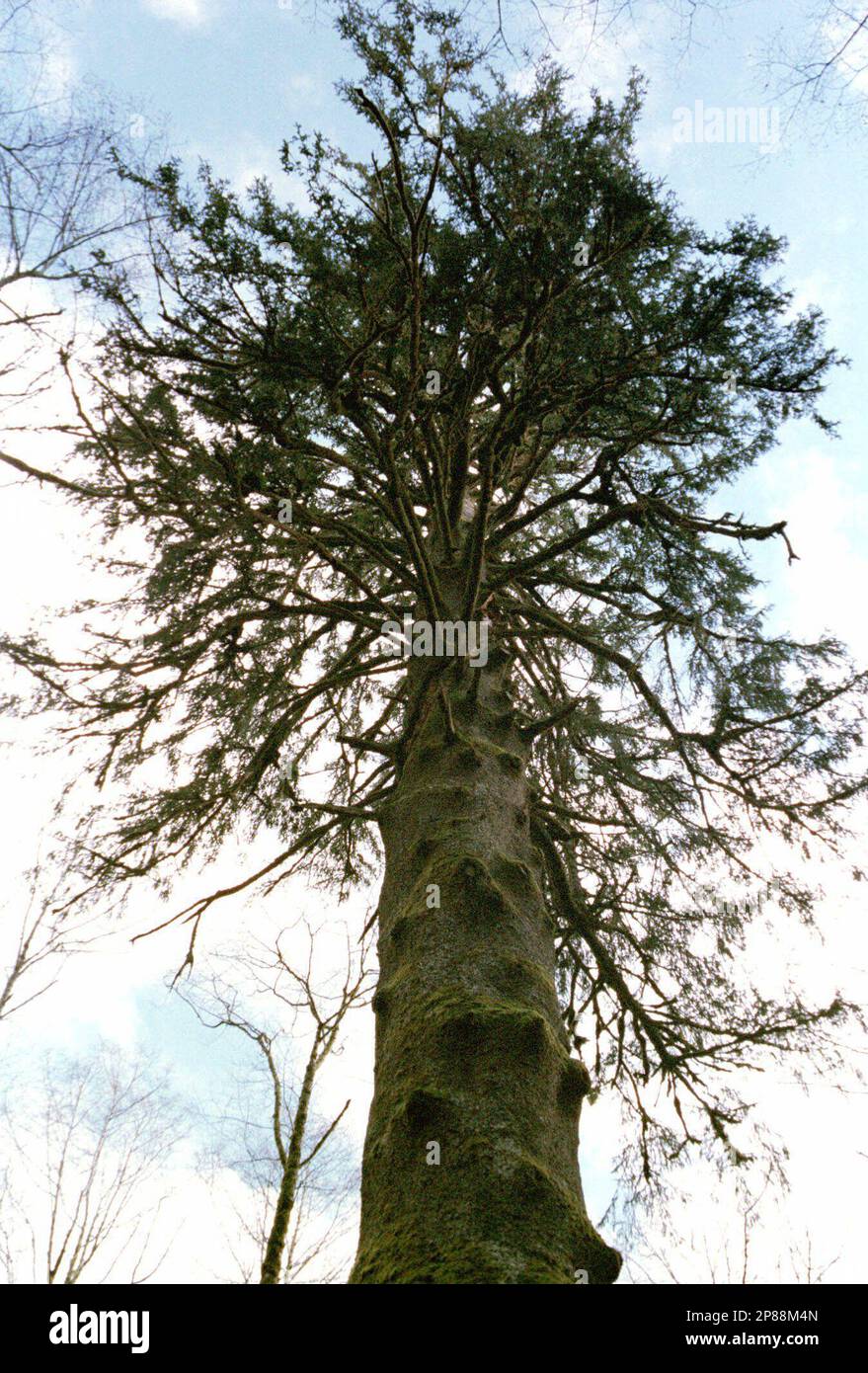 FILE - In this Feb. 15, 2000 file photo, a giant Sitka spruce stands ...