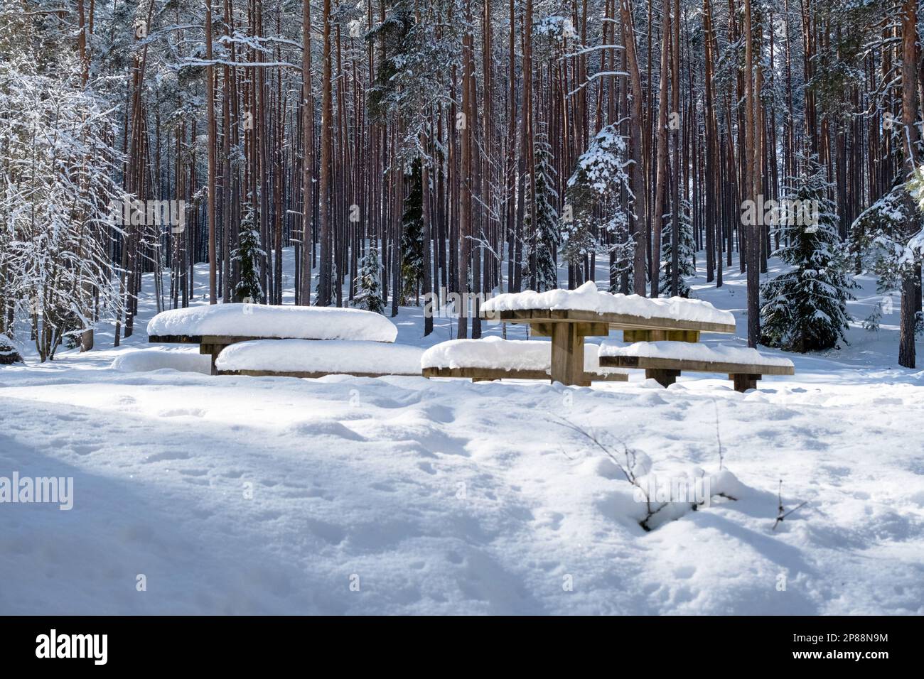 A deep, heavy layer of untouched, fresh, fluffy white snow covers ...