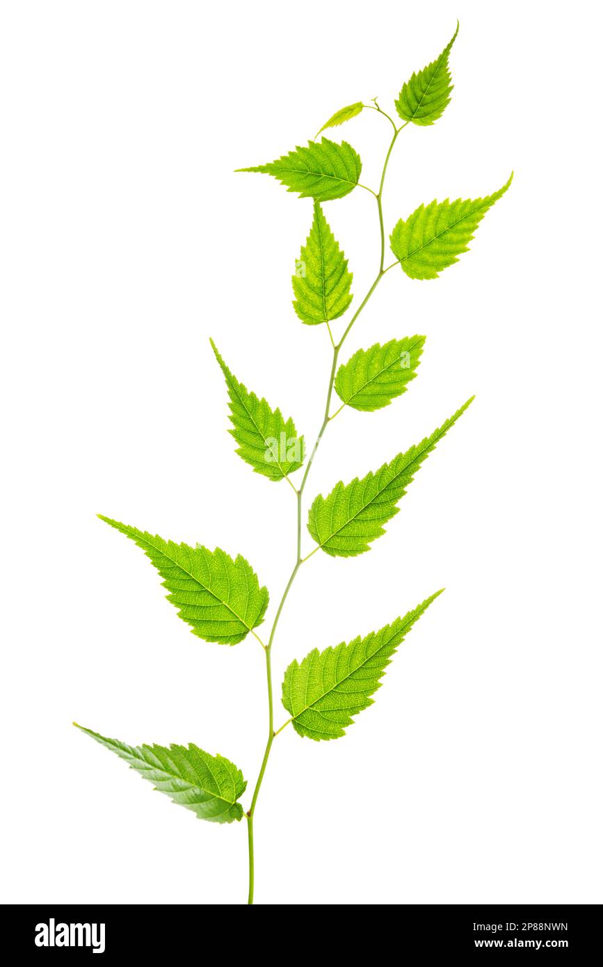 Elm twig hi-res stock photography and images - Alamy