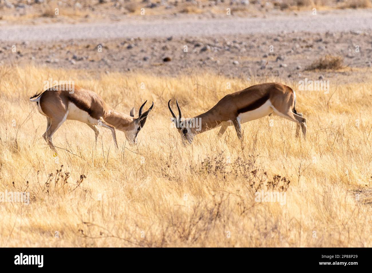 Telephoto shot of two Impalas - Aepyceros melampus- engaging in a head ...