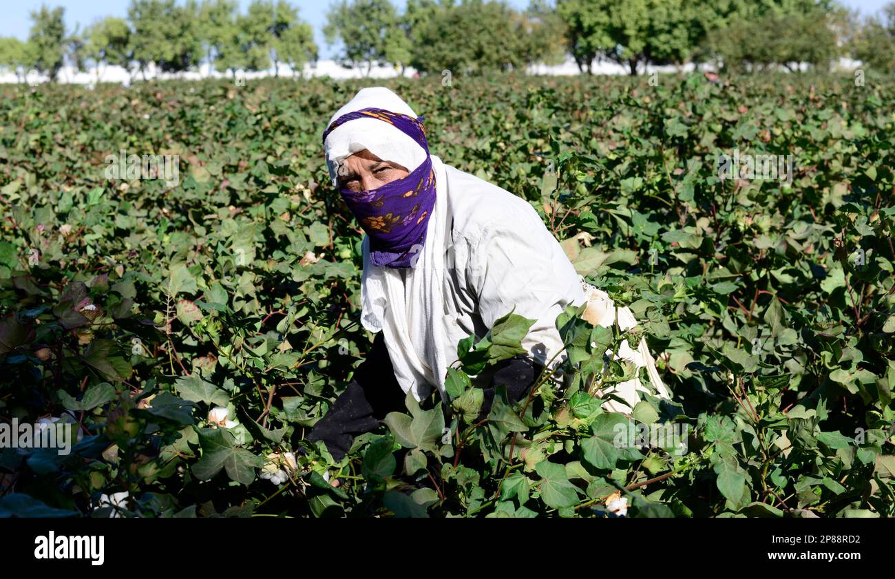 Uzbek women working in the cotton fields in central Uzbekistan Stock ...