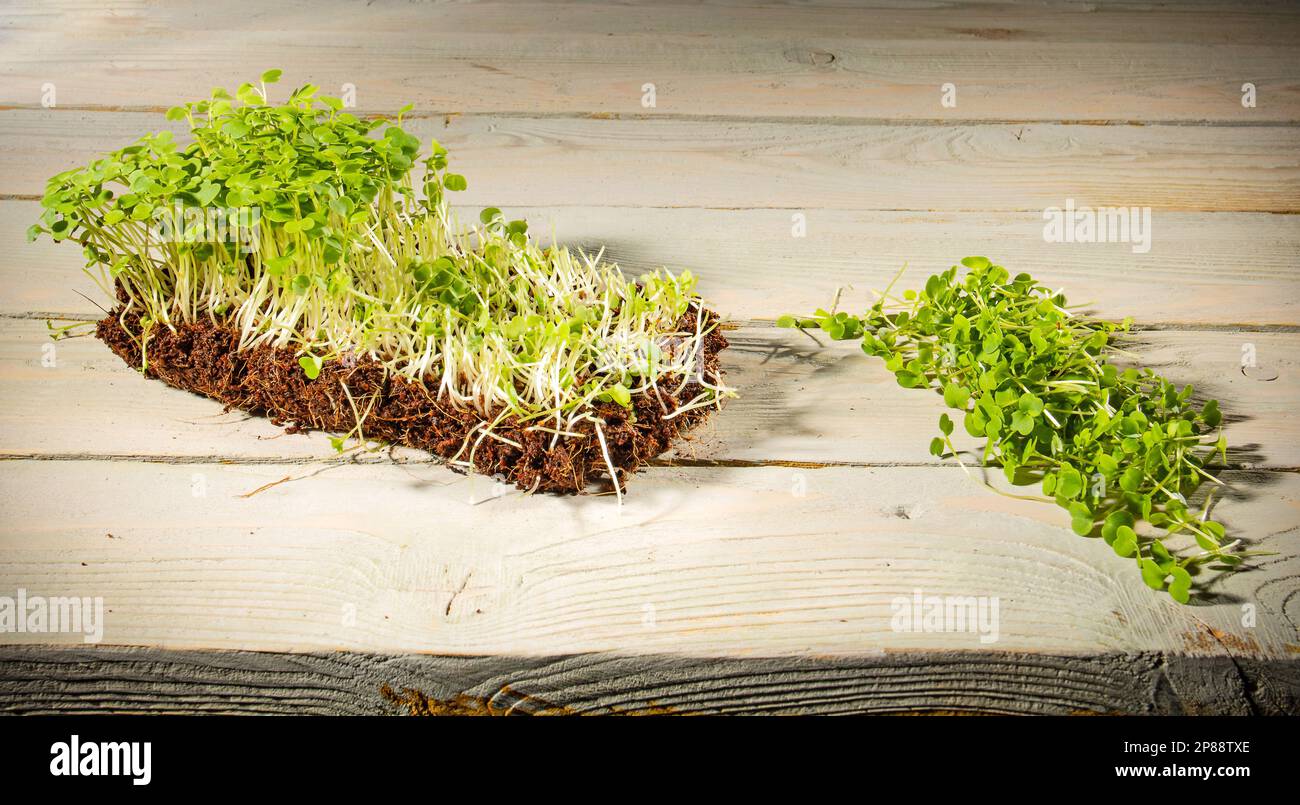 Growing microgreens at home. Block of arugula sprouts and cut greens on ...