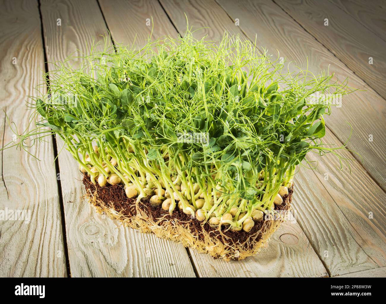 Growing microgreens at home. Block of green pea sprouts and cut greens ...