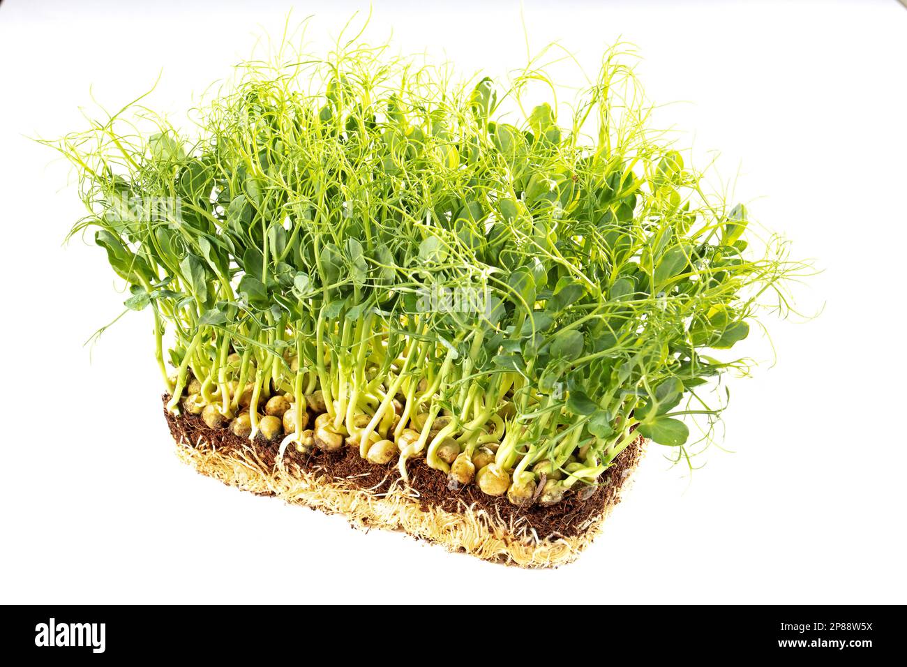 Growing microgreens.Green shoots of peas isolate on white background ...