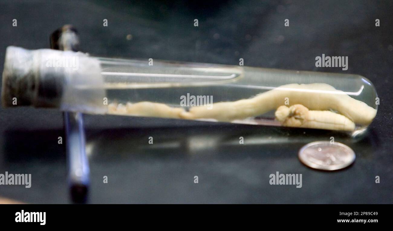 In this photo made Tuesday, July 7, 2009, the only verified sample of a ...