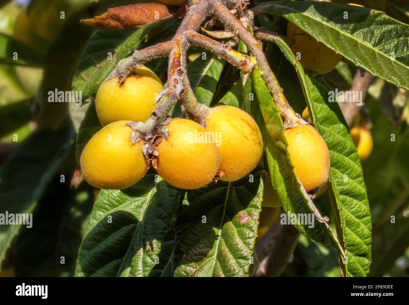 Japanese loquat tree hi-res stock photography and images - Alamy