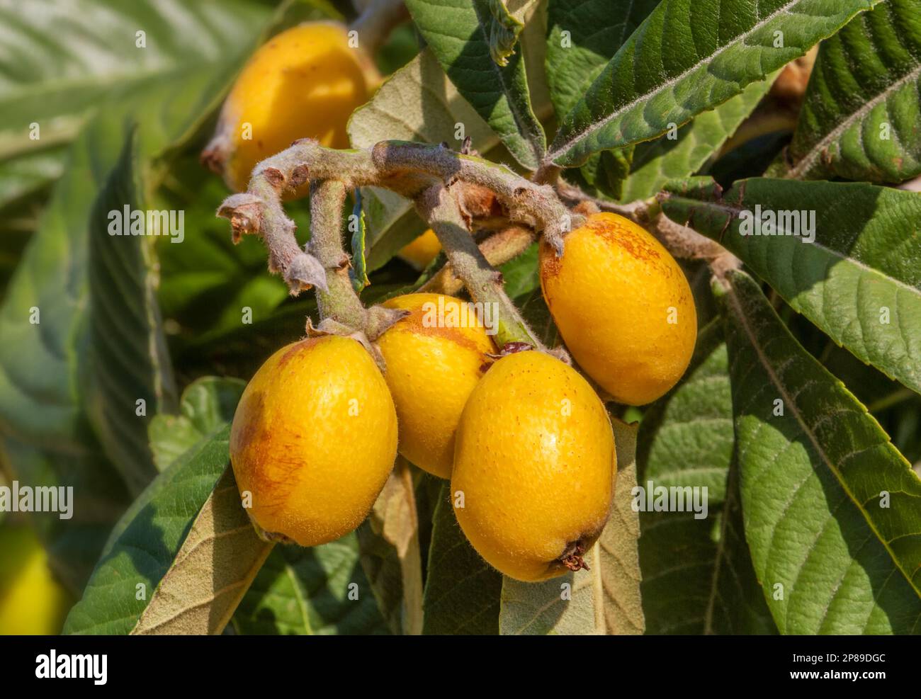 Japanese loquat tree hi-res stock photography and images - Alamy