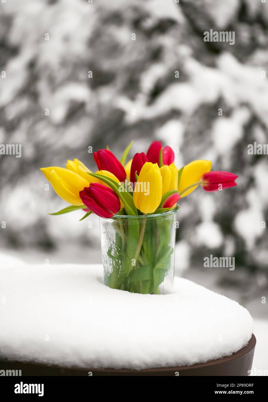Handmade floristic arrangement with yellow and red tulip flowers in a ...