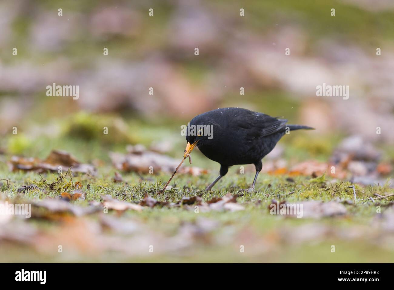 Bird pulling worm hi-res stock photography and images - Alamy