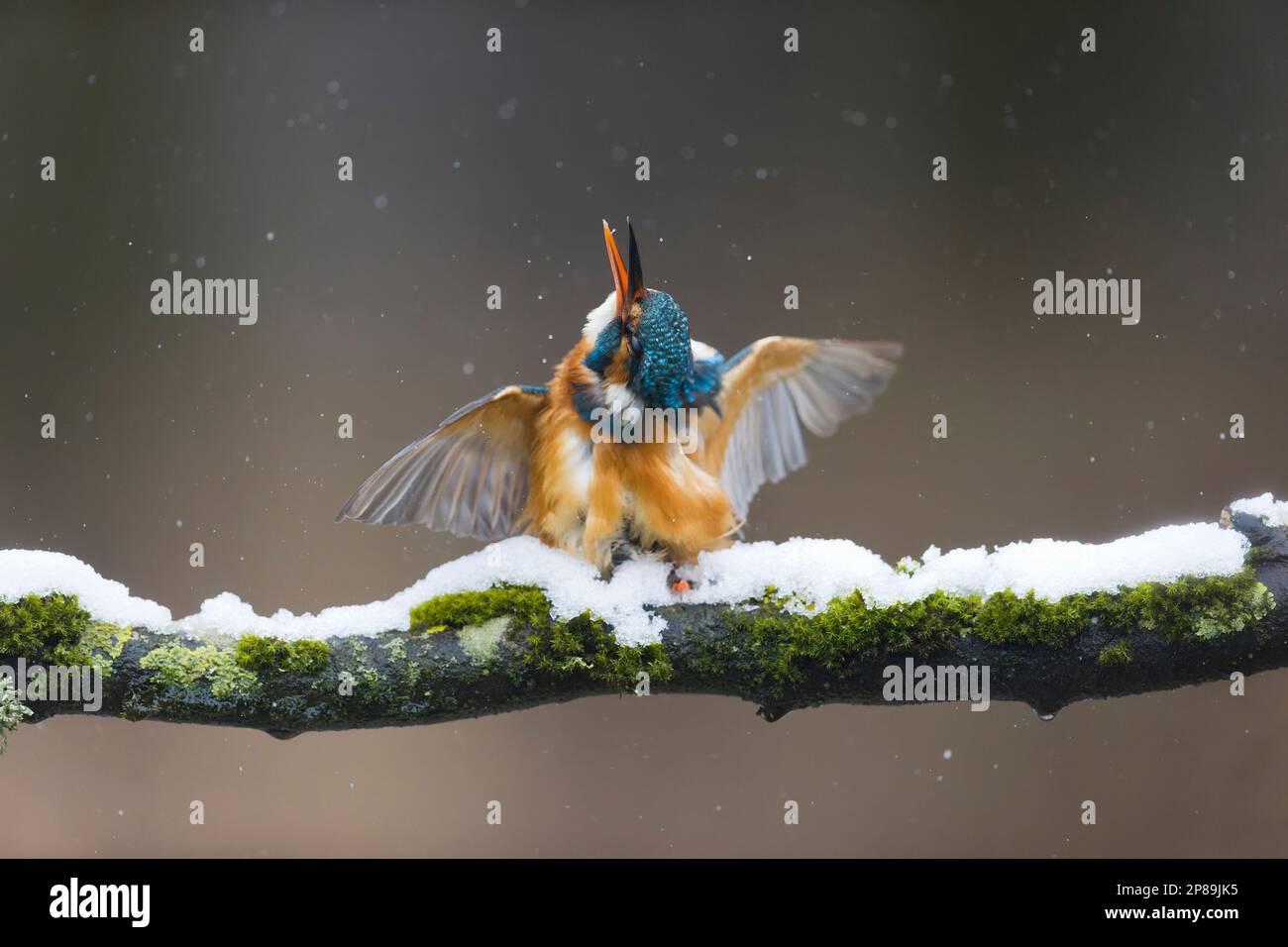 Shaking snow hi-res stock photography and images - Alamy
