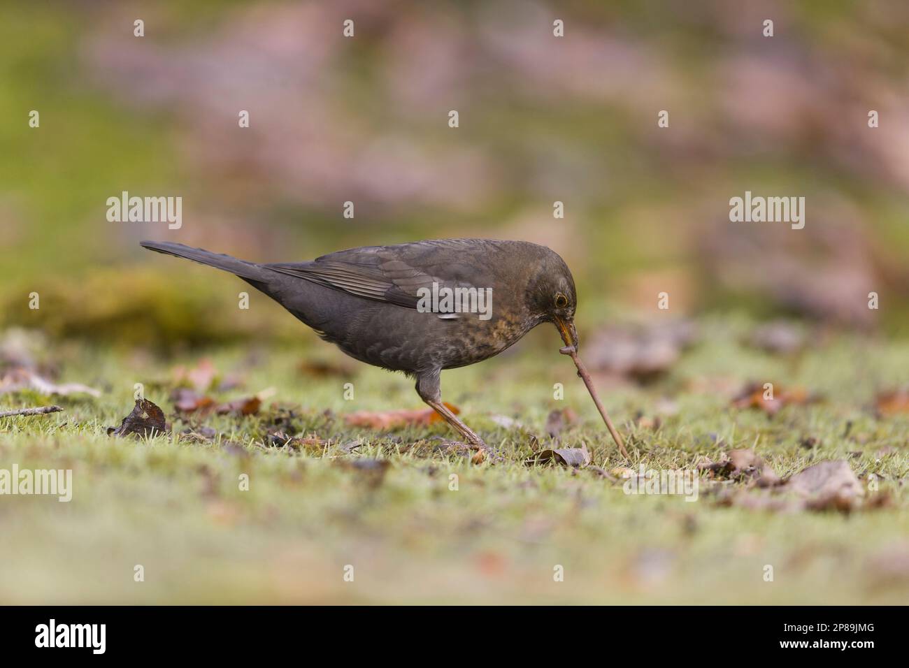 Common blackbird Turdus merula, adult female pulling worm from lawn ...