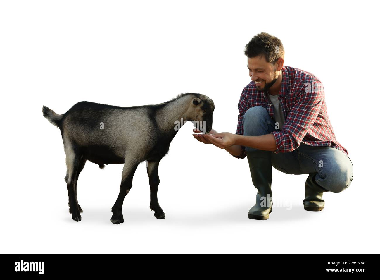 Grass isolated against white background Cut Out Stock Images & Pictures ...