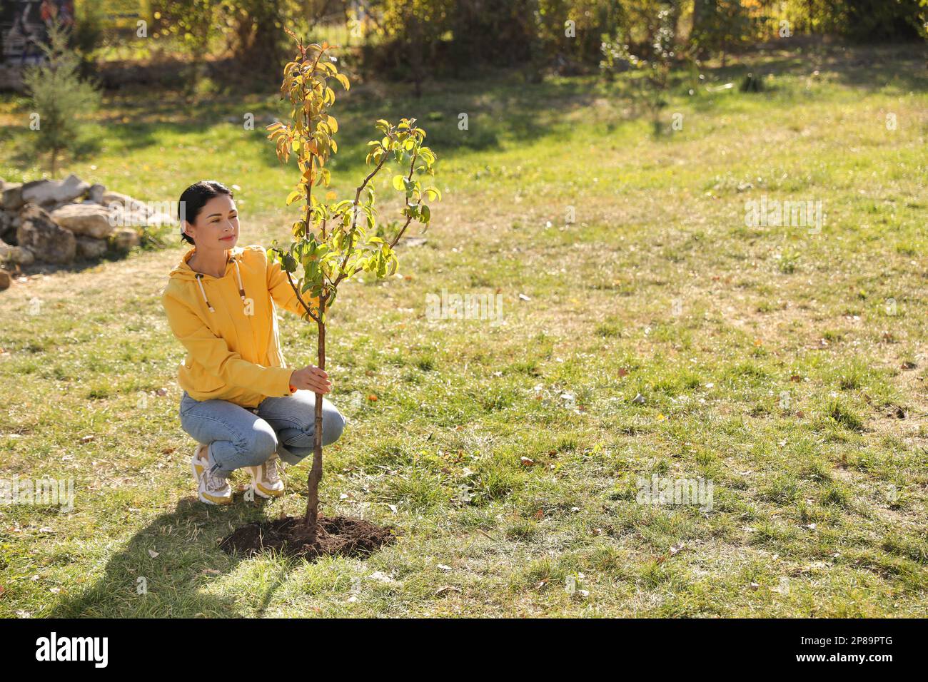 Mature woman planting young tree in park on sunny day, space for text ...