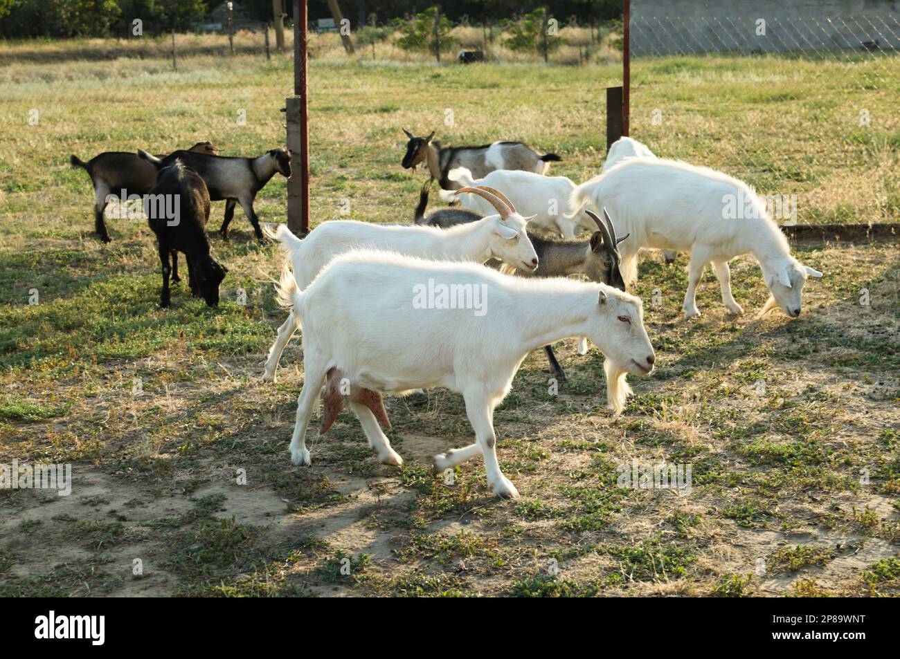 Goats on pasture at farm. Animal husbandry Stock Photo - Alamy