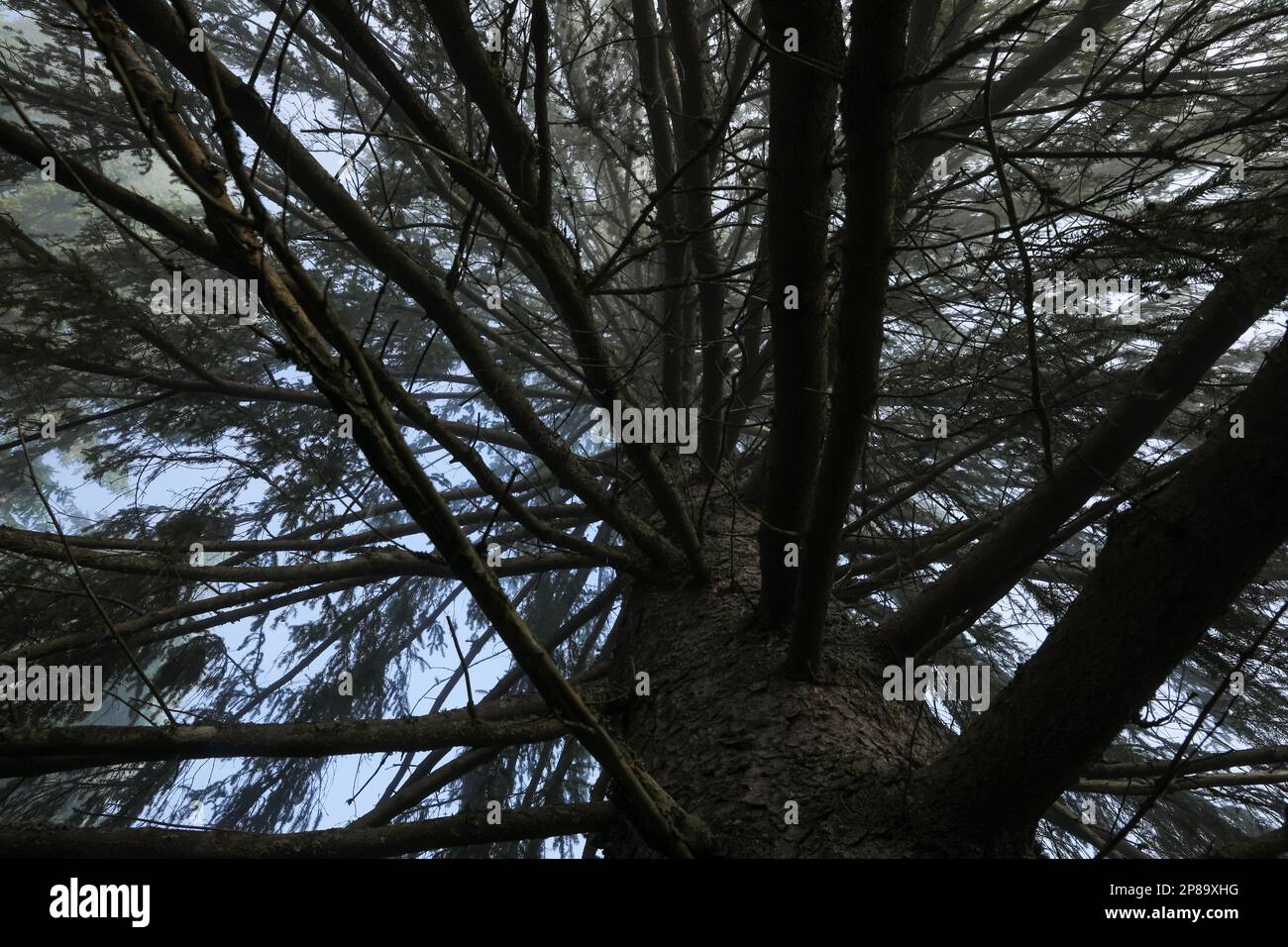 Tree growing at an angle hi-res stock photography and images - Alamy