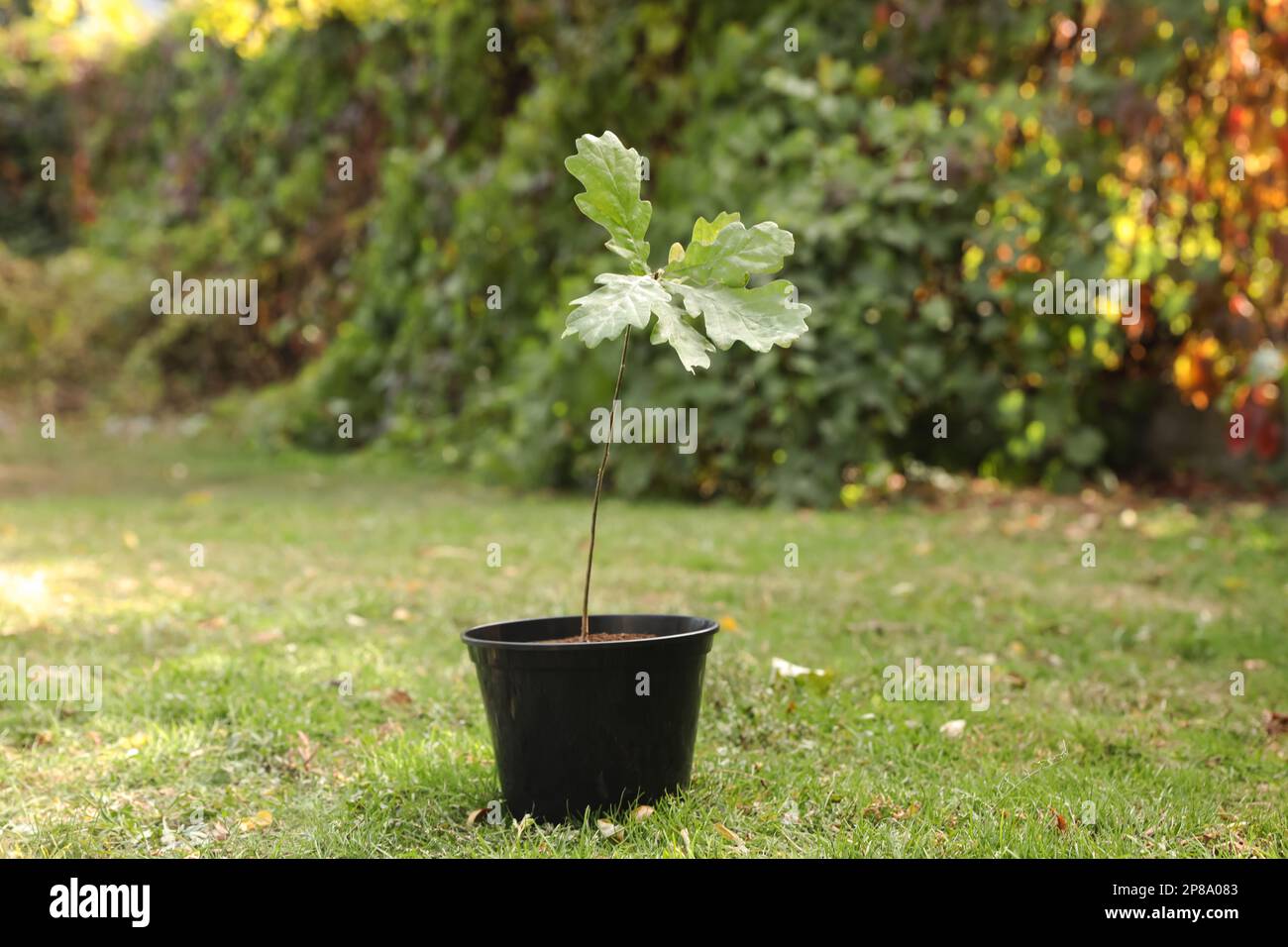 Sapling and mature tree hi-res stock photography and images - Alamy