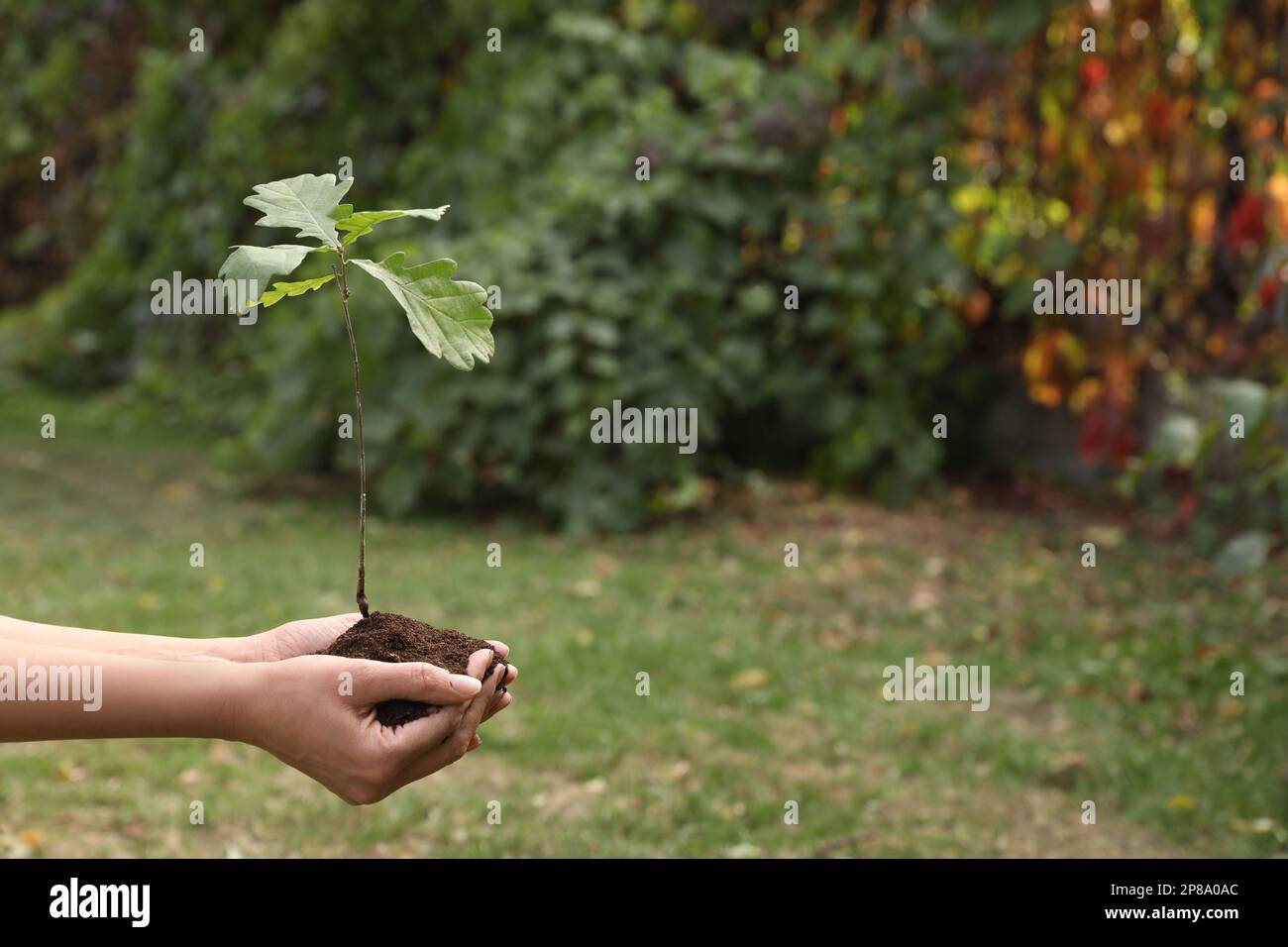 Person holding tree sapling hi-res stock photography and images - Alamy