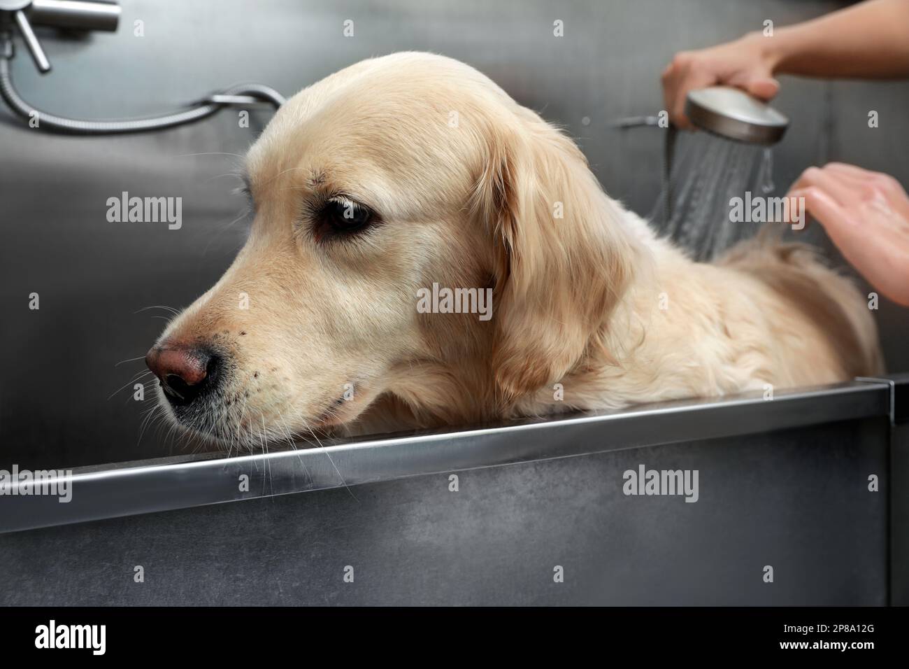 Dog washing hands hi-res stock photography and images - Alamy