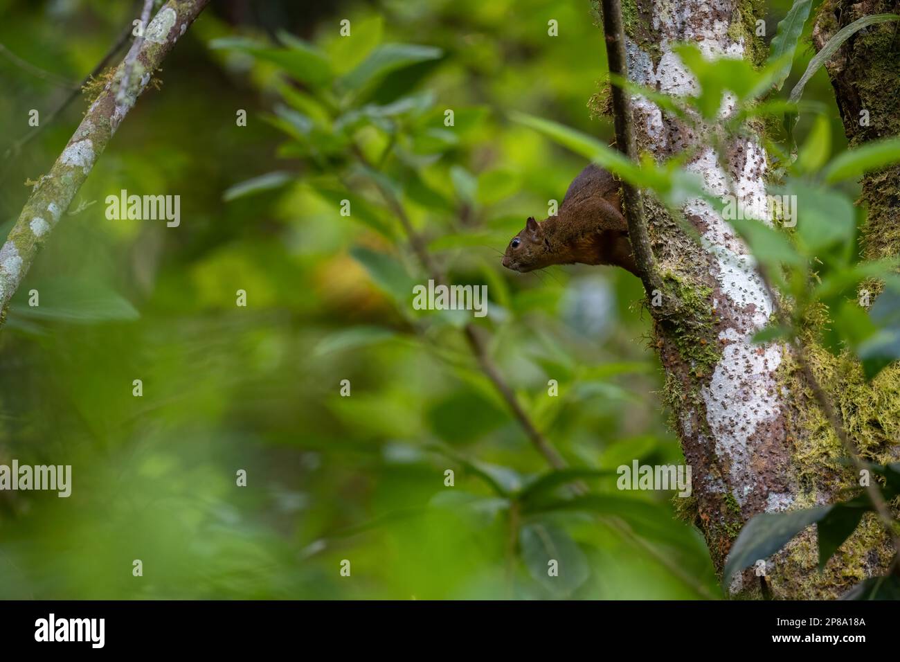 Variegated Squirrel - Sciurus variegatoides, beautiful squirrel from ...