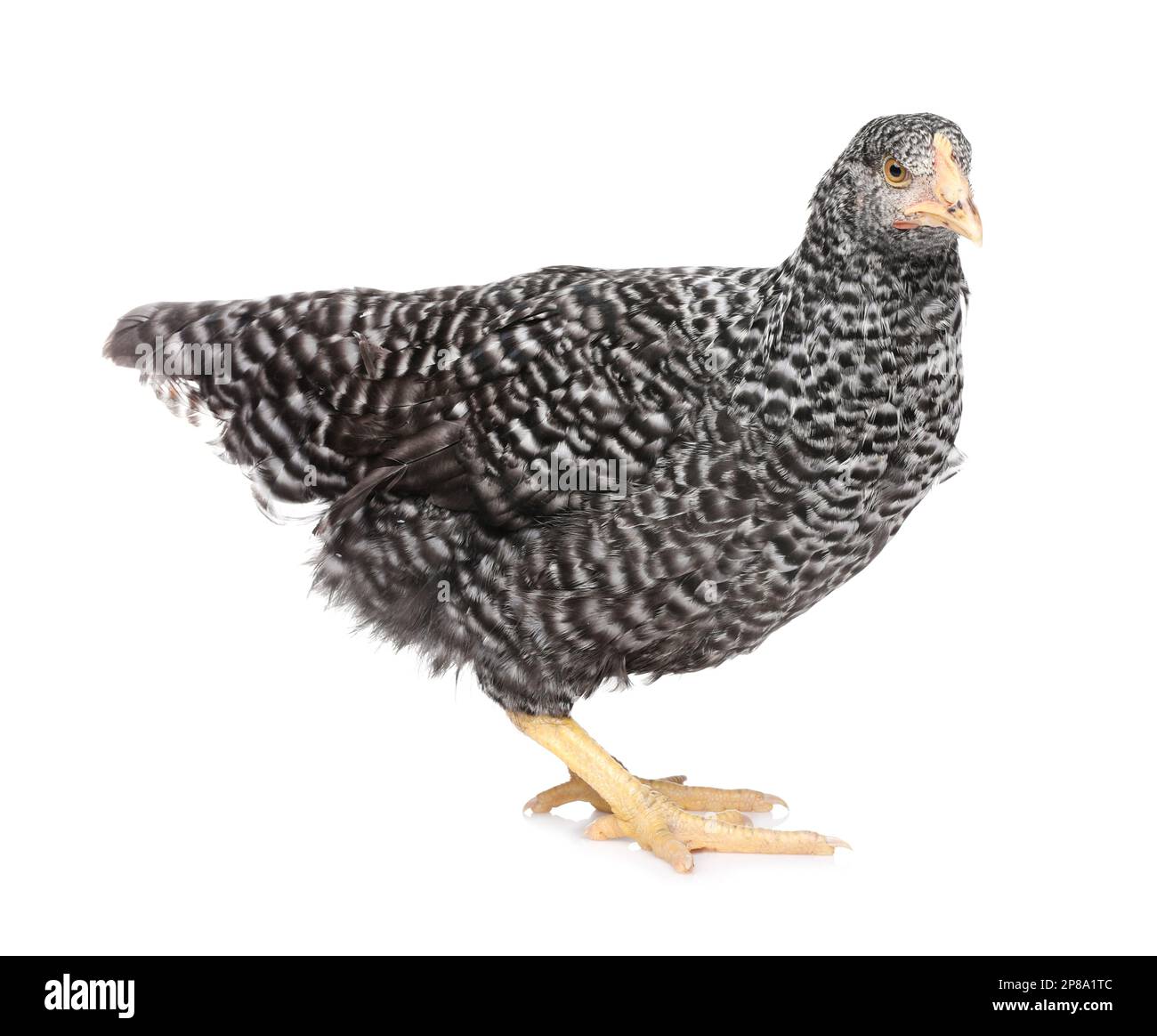 Beautiful chicken on white background. Domestic animal Stock Photo - Alamy
