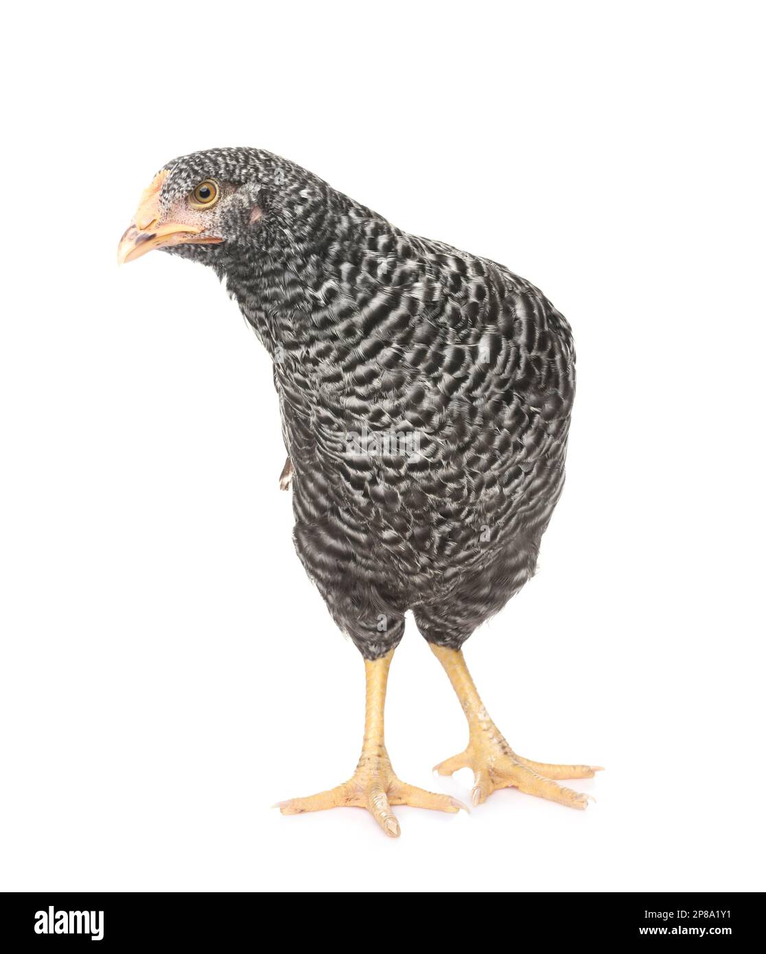 Beautiful chicken on white background. Domestic animal Stock Photo - Alamy