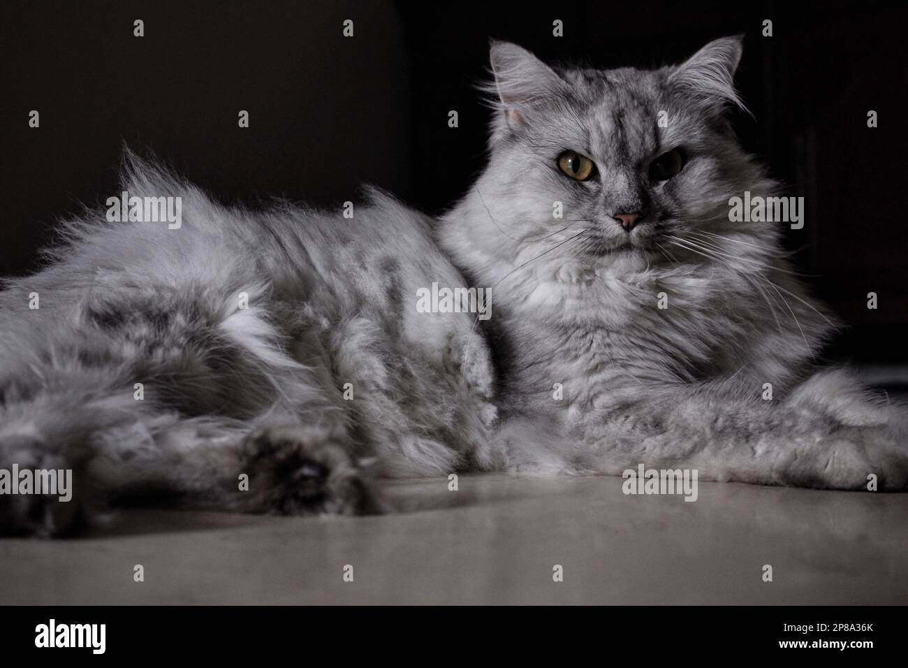 Turkish Angora cute cat Stock Photo - Alamy