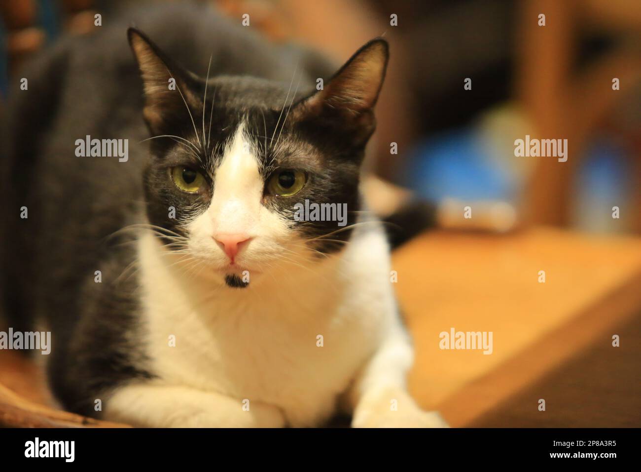 black and white big cat sitting in the cafe Stock Photo - Alamy