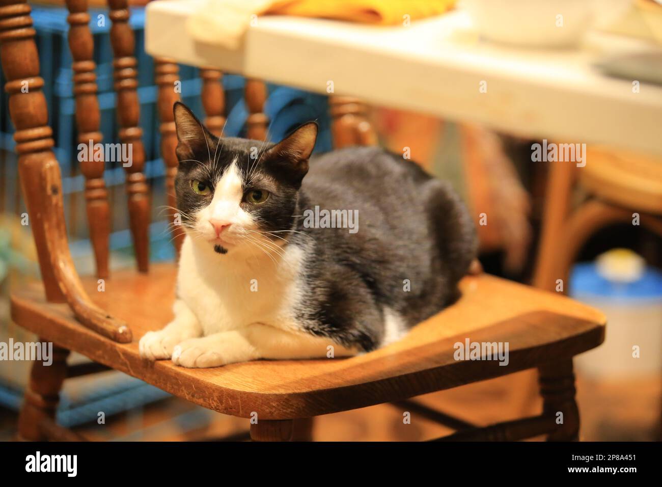 black and white big cat sitting in the cafe Stock Photo - Alamy