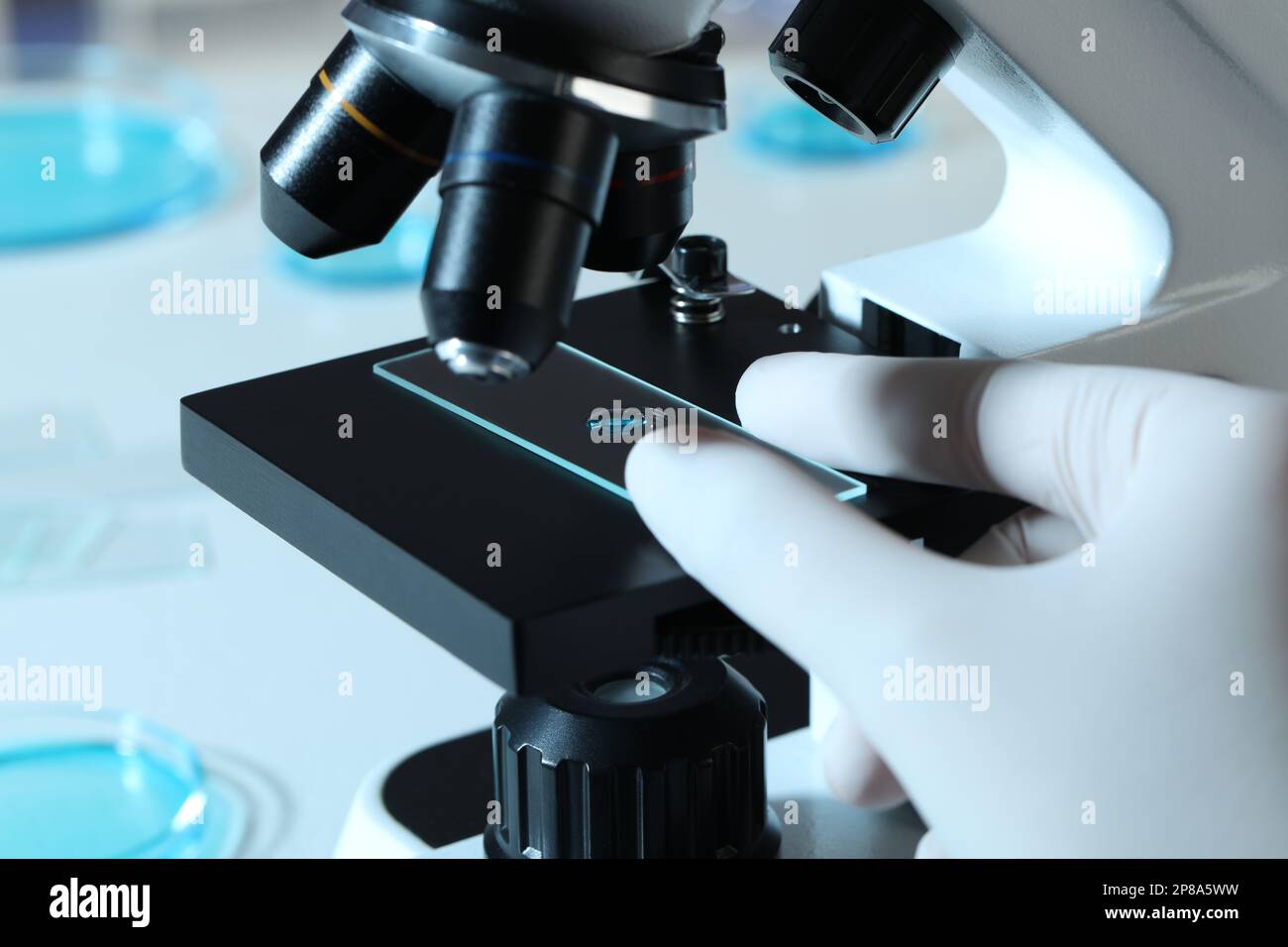 Bacteria cell under light microscope hi-res stock photography and ...