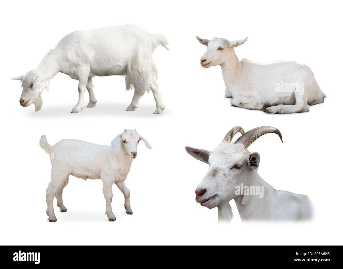 Cute domestic goats on white background, collage Stock Photo - Alamy