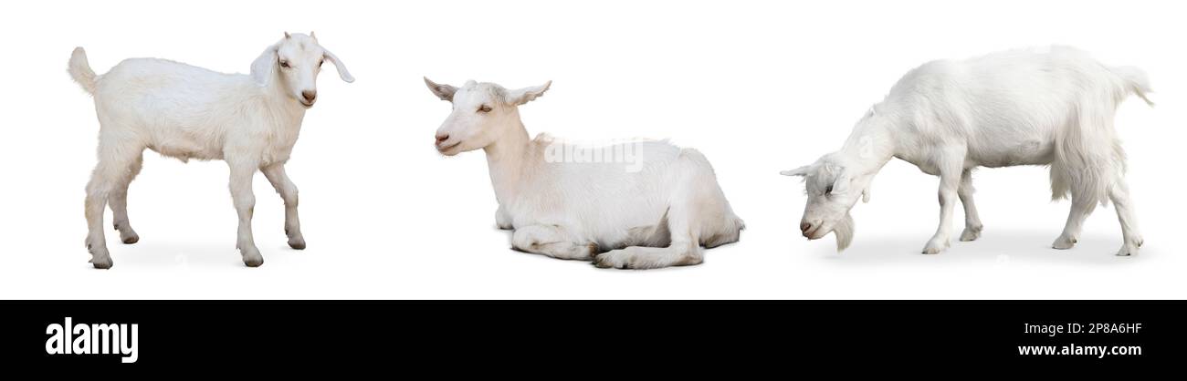 Cute domestic goats on white background, collage. Banner design Stock ...