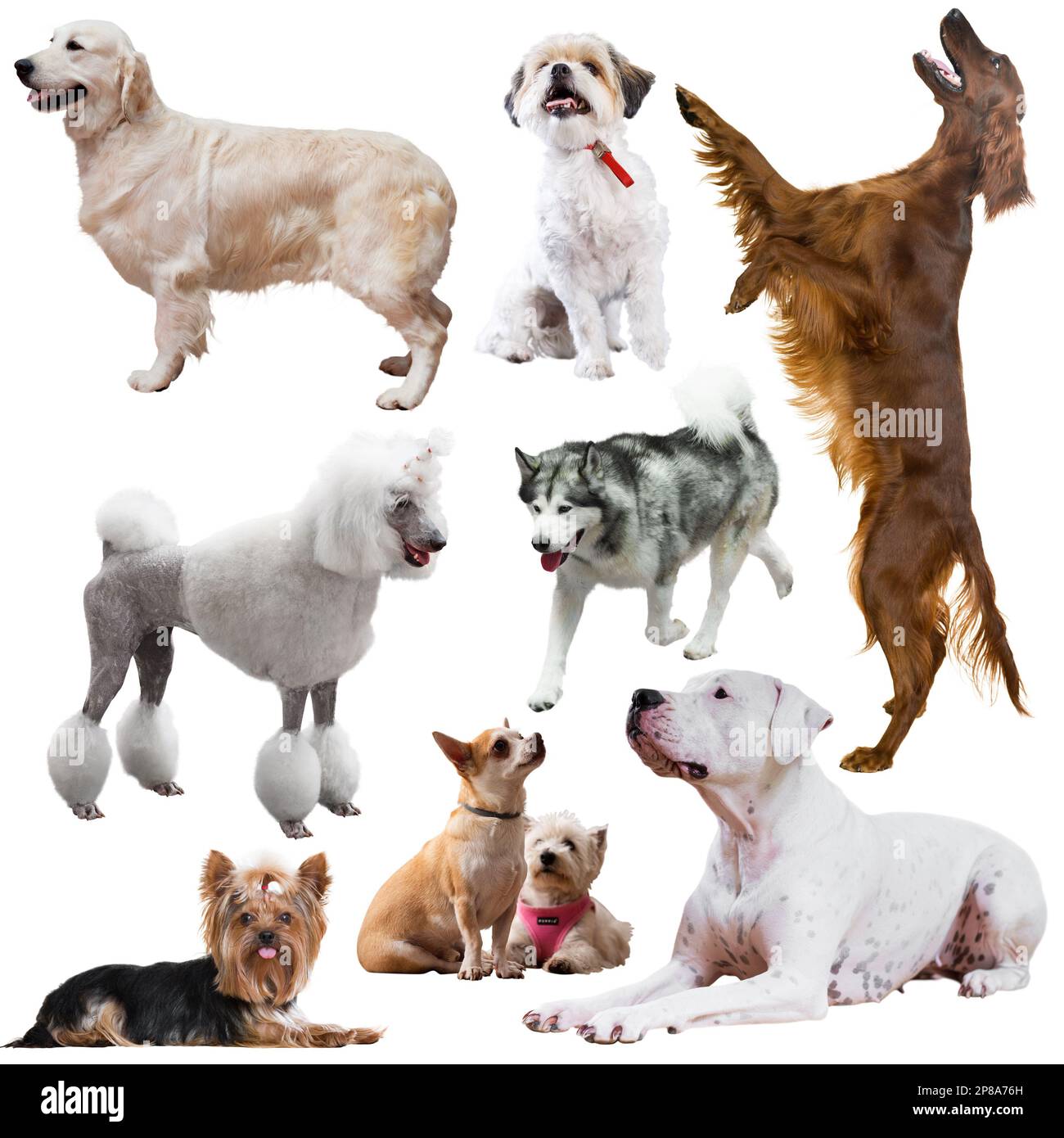 Image of dogs of different breeds Stock Photo - Alamy